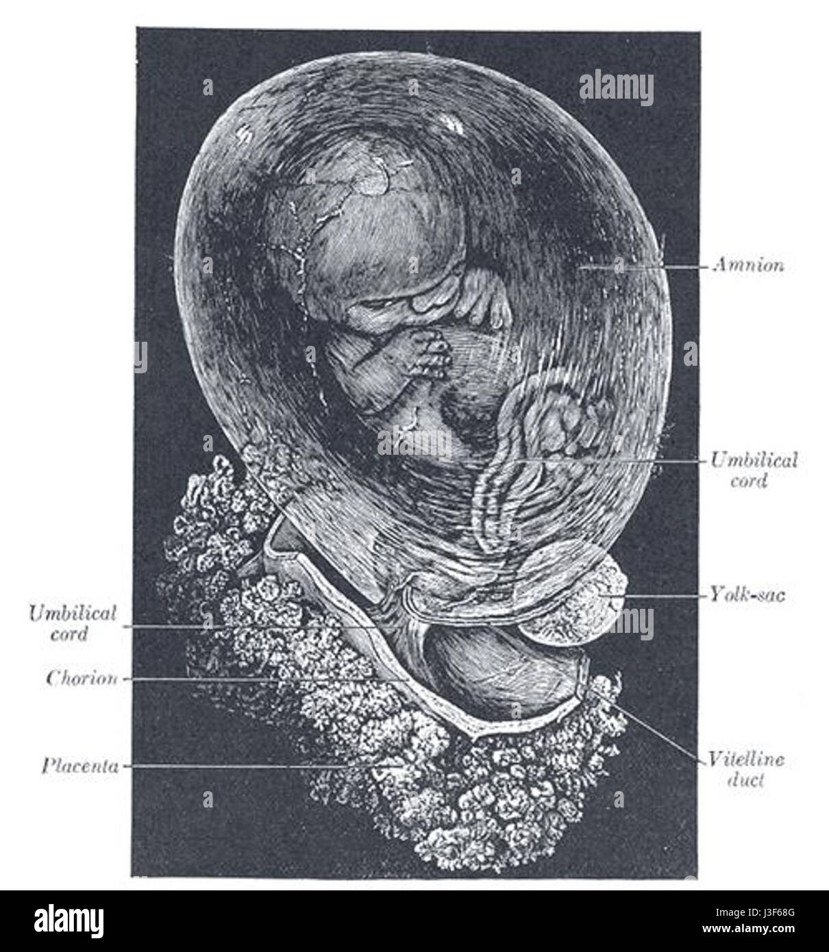 History of the fetus hi-res stock photography and images - Alamy