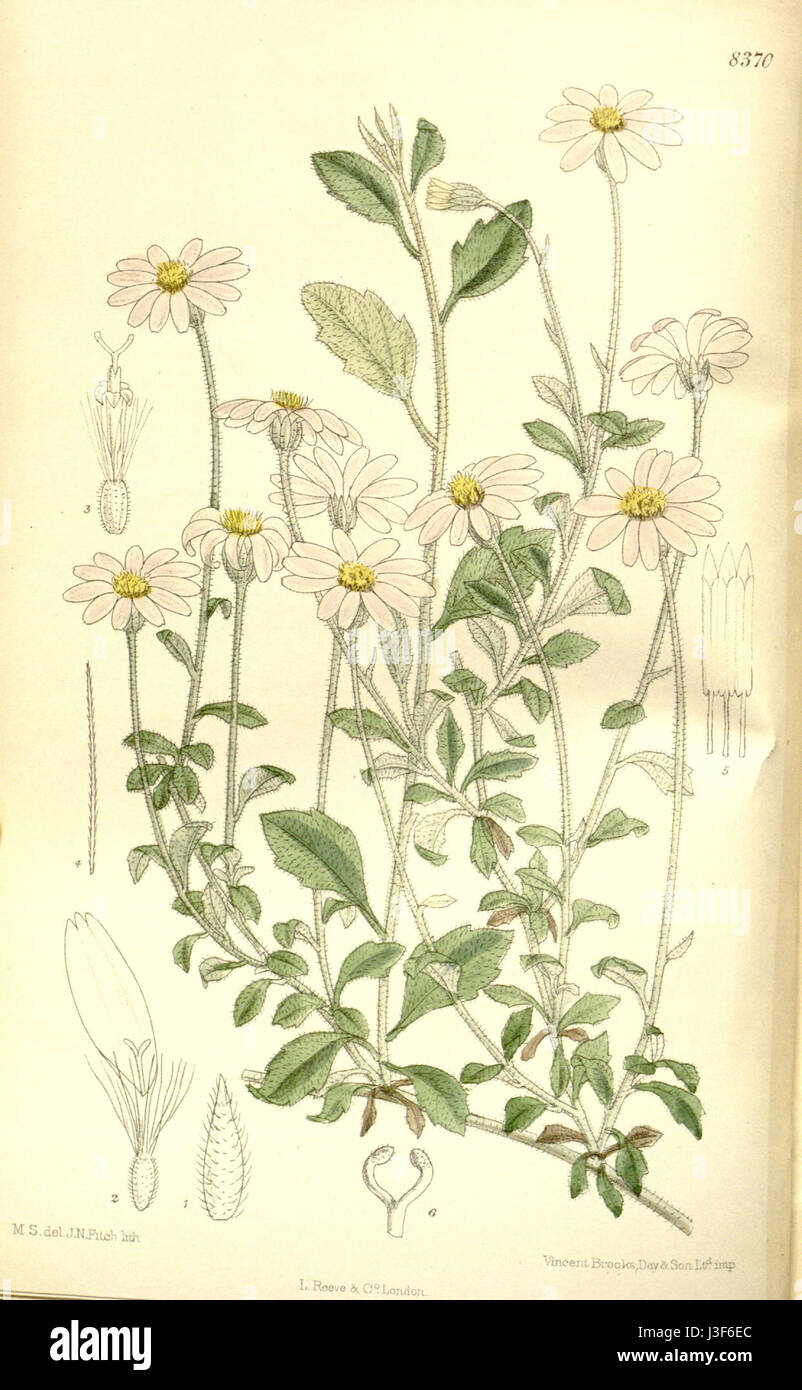 Felicia petiolata is a species of flowering plant native to South ...