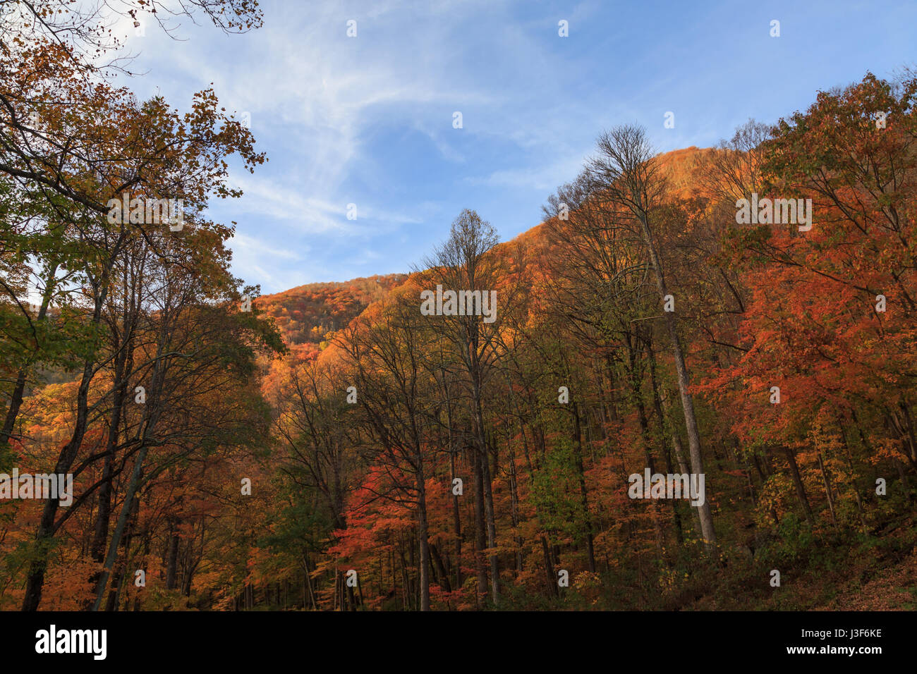Maple leaf great smoky mountains national park hi-res stock photography ...