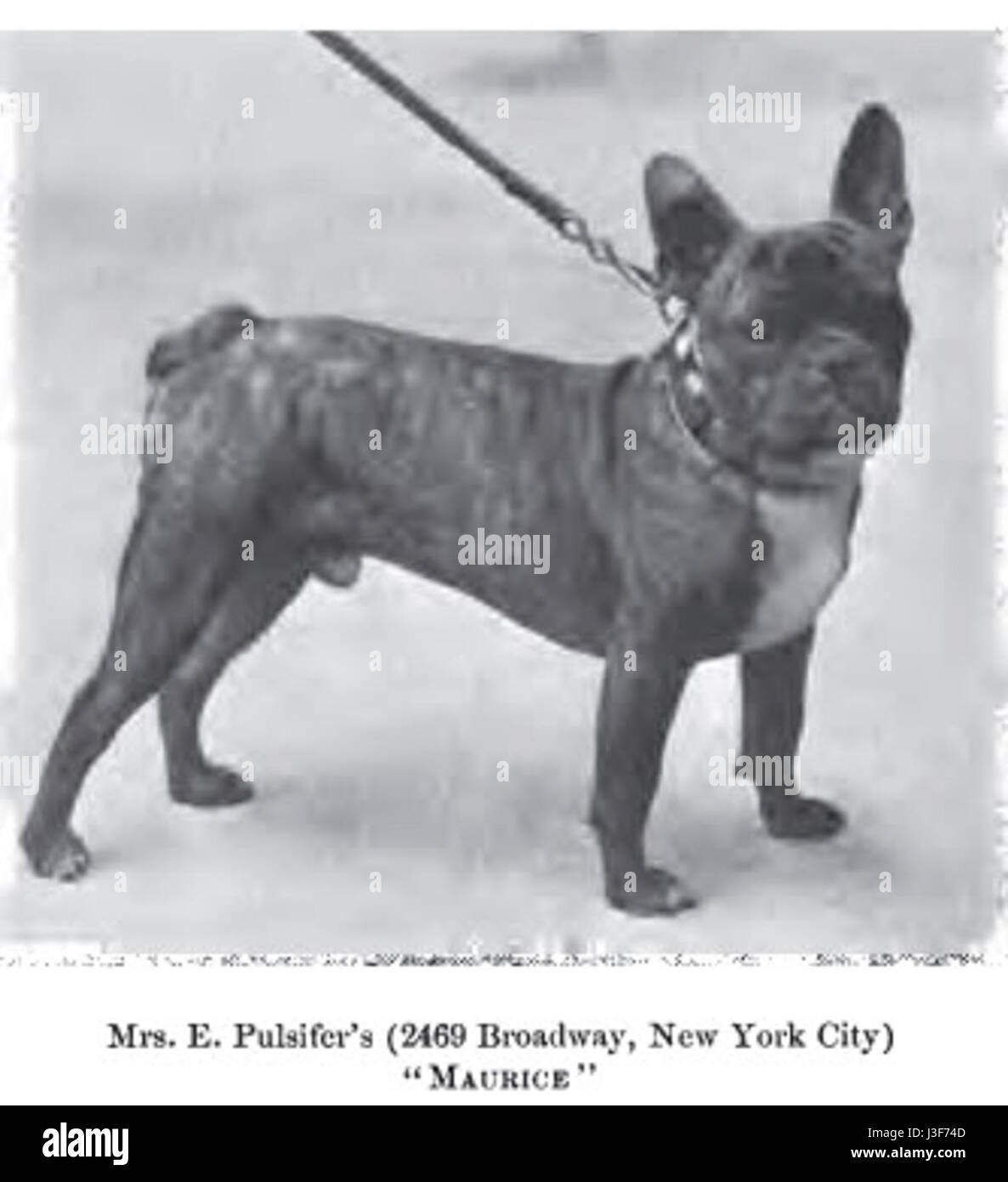 The French Bulldog, known for its distinctive bat-like ears and small ...