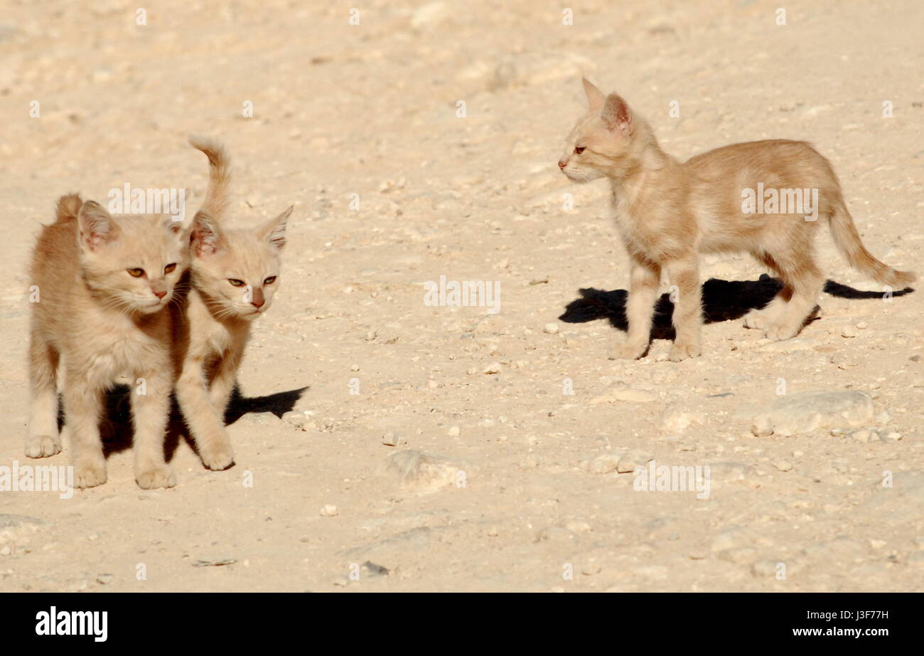 Middle east cats hi-res stock photography and images - Alamy