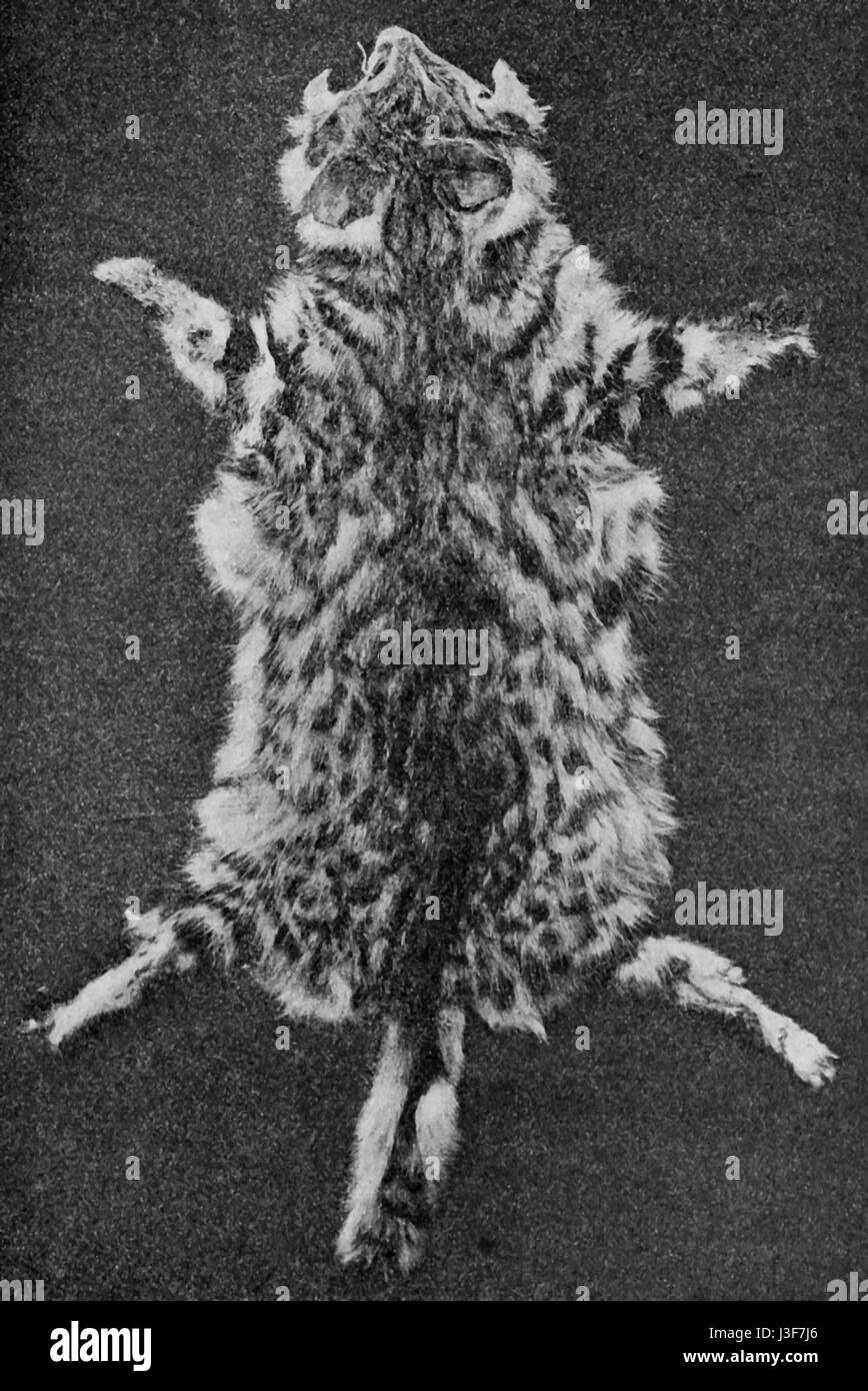 Felis nigripes, commonly known as the black-footed cat, is a small ...