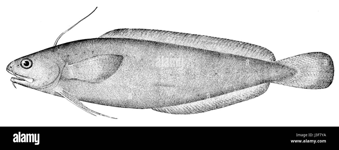 Ensis Black and White Stock Photos & Images - Alamy