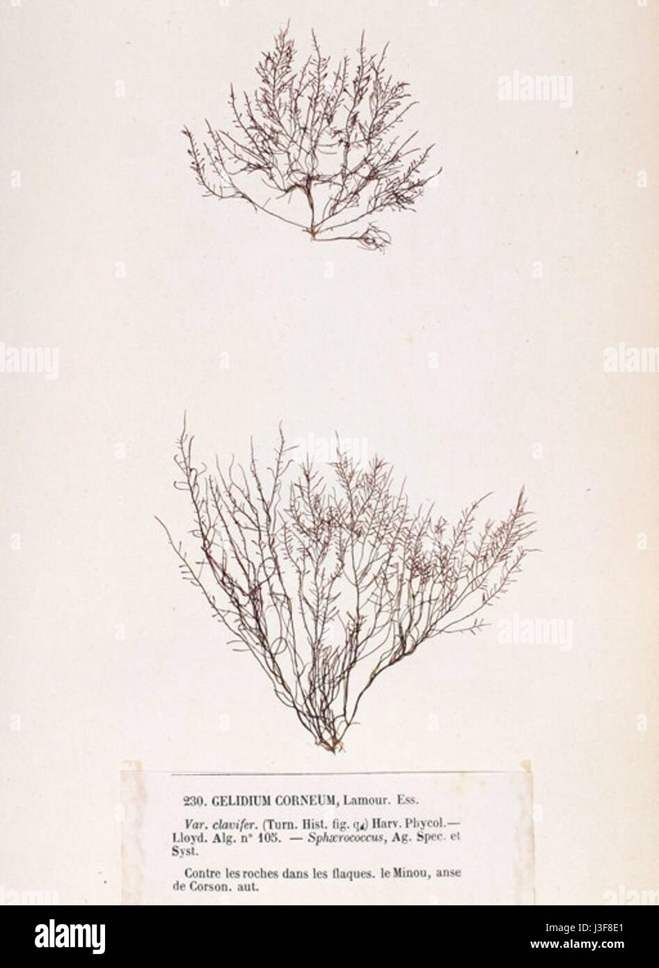 Gelidium hi-res stock photography and images - Alamy