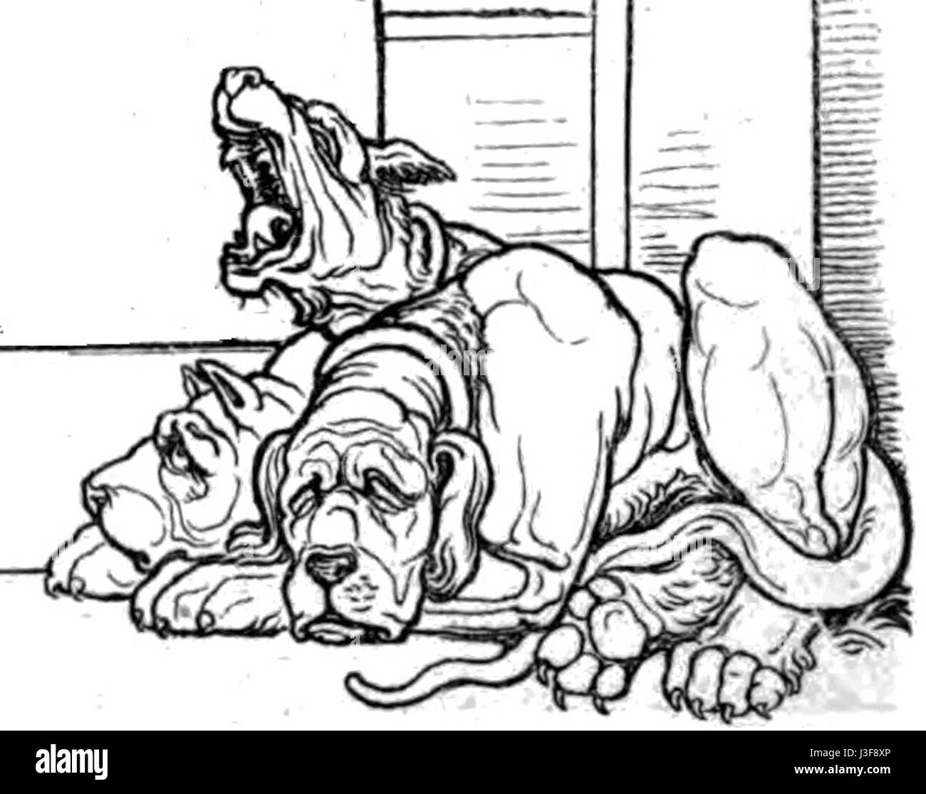 Soft fluffy animals Black and White Stock Photos & Images - Alamy