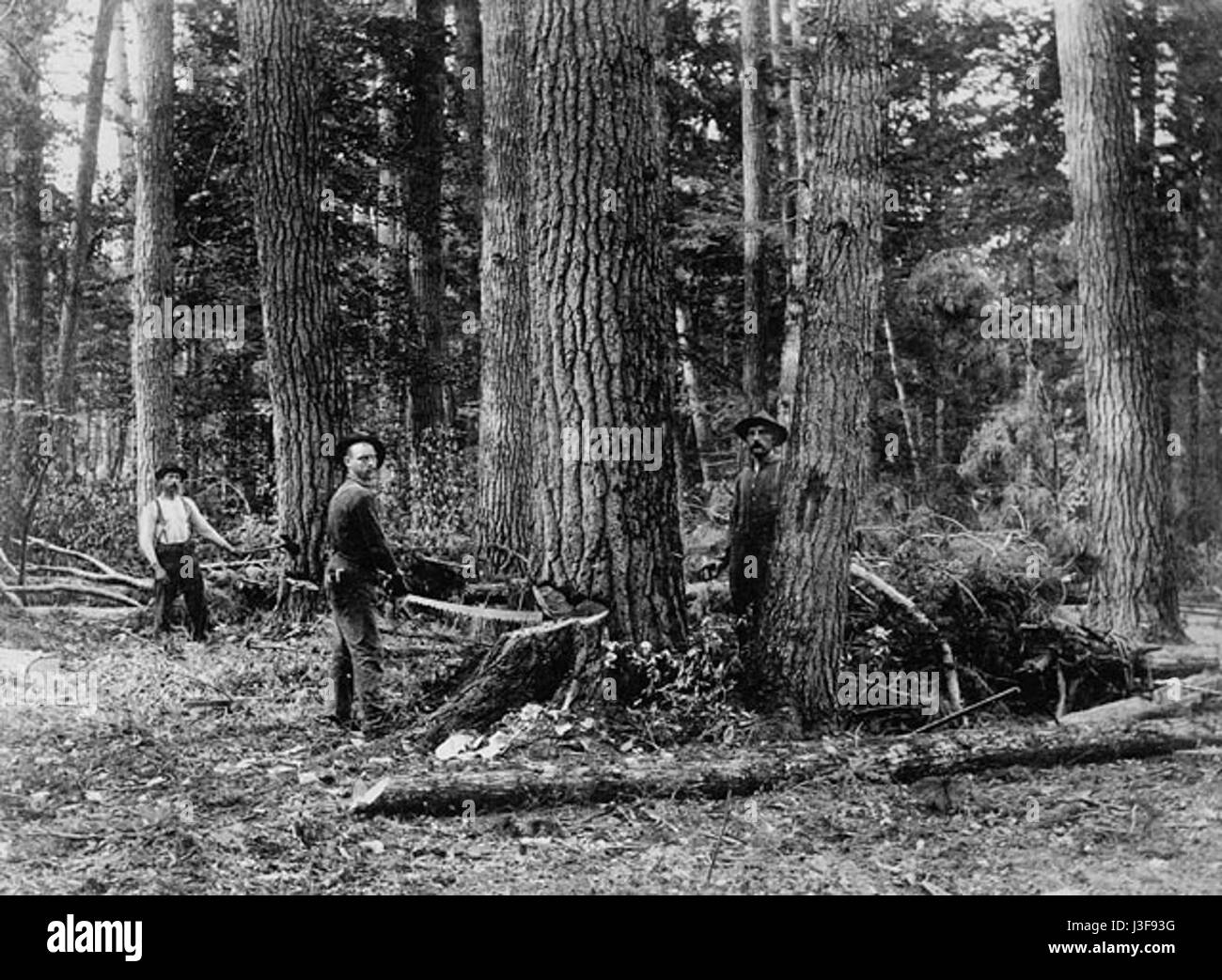 Felling tree using crosscut saw Ontario ca 1870 1930 Stock Photo - Alamy