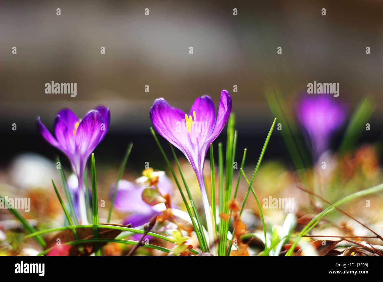 Violet bulb flowers with light Stock Photo - Alamy