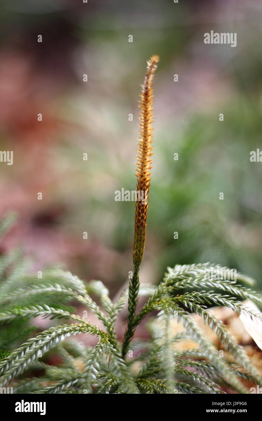Bud in the forest hi-res stock photography and images - Alamy