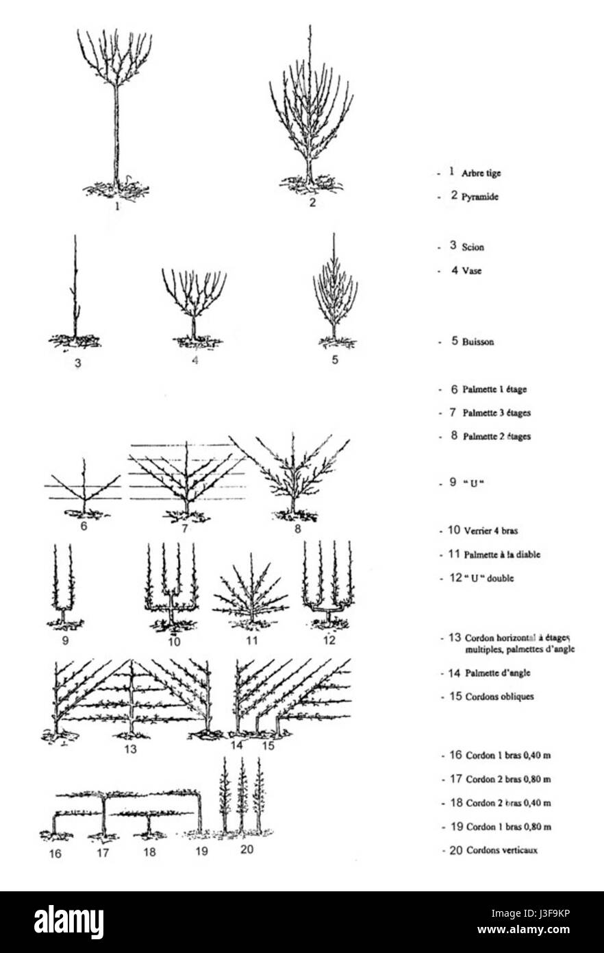 An illustration or document titled 'Formes arbres fruitiers,' depicting ...