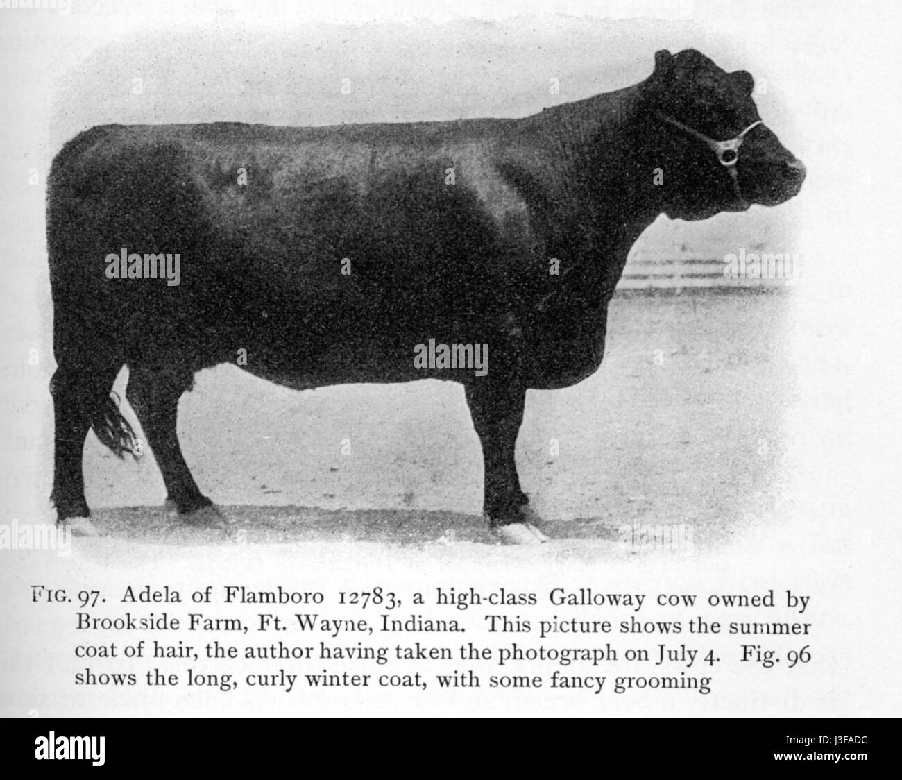 Cow and offspring cattle Black and White Stock Photos & Images - Alamy