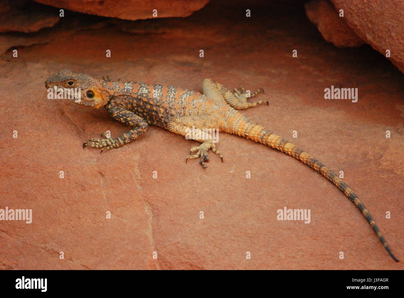 Stellion agama, Stellagama stellio, Wadi Rum desert, Jordan on our jeep ...