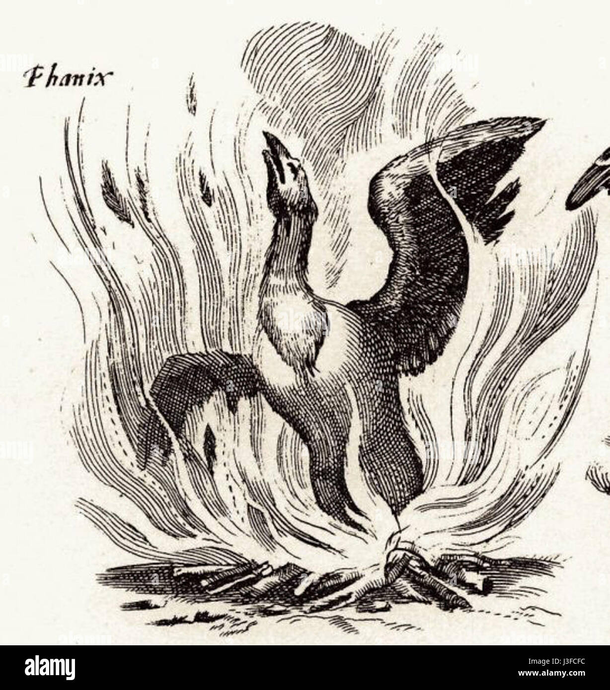 'Fenix' likely refers to a name, symbol, or artwork associated with the ...