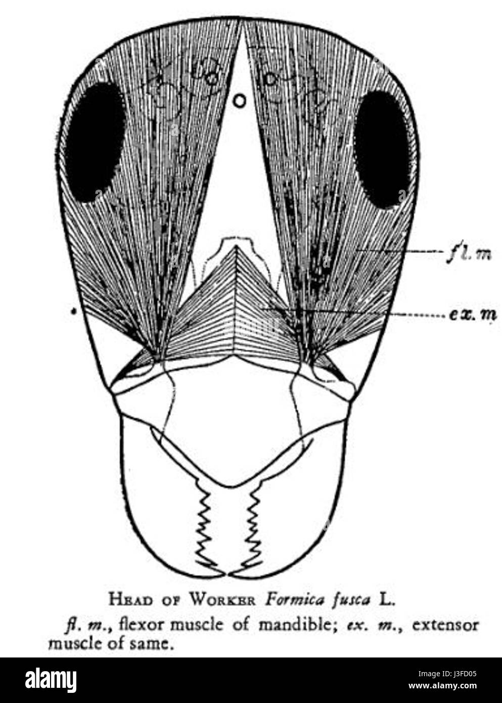 Muscle ant hi-res stock photography and images - Alamy