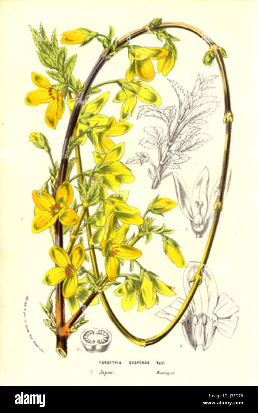 Forsythia suspensa is a species of flowering plant, commonly known as ...