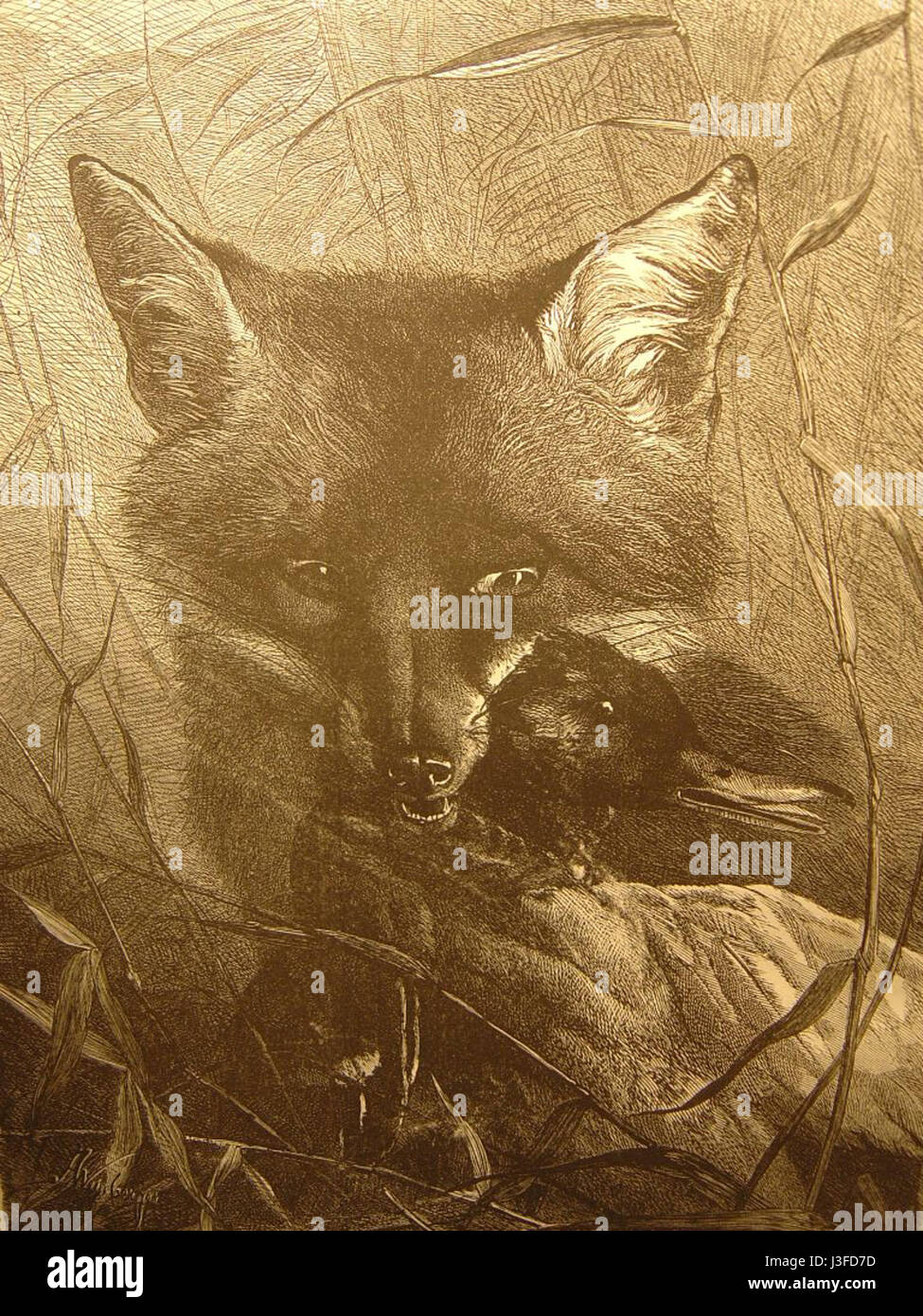 The 'Fox renard' refers to the French term for a fox, commonly used in ...