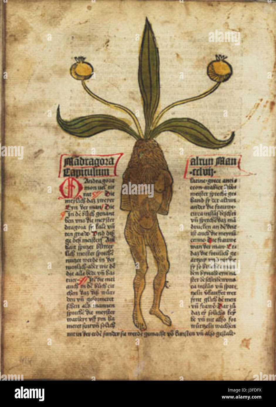 Mandrake plant hi-res stock photography and images - Alamy