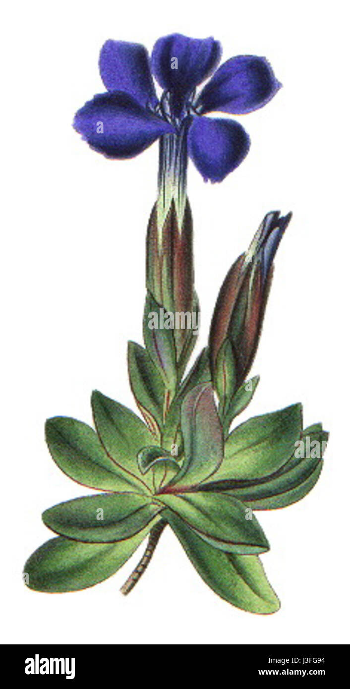 Uk natural spring Cut Out Stock Images & Pictures - Alamy