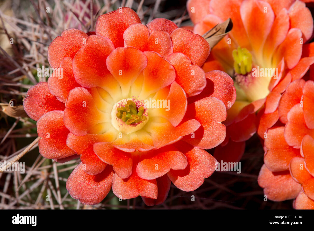 Beautiful blooming wild desert cactus flowers, closeup Stock Photo - Alamy