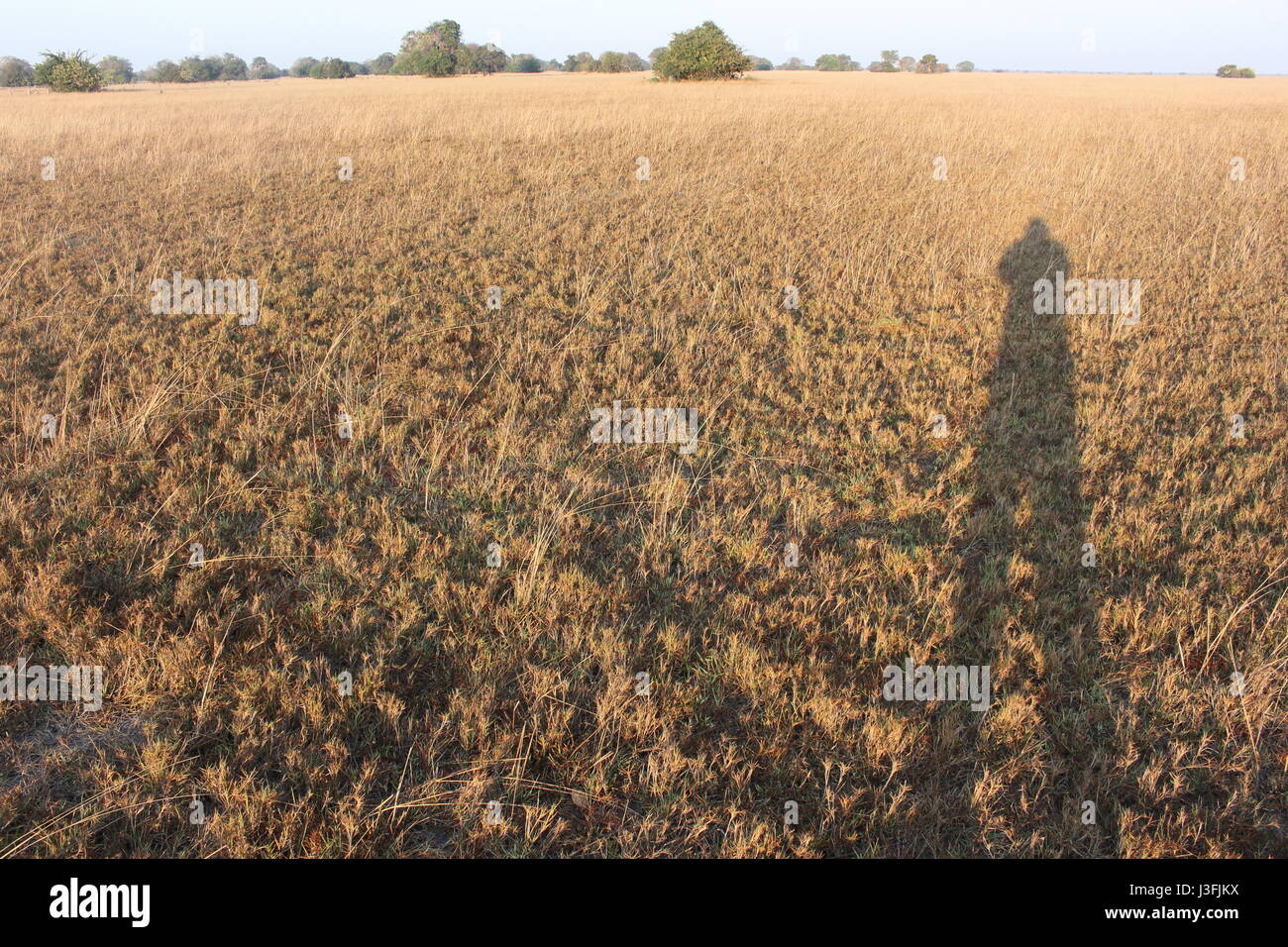 Zambia bangweulu wetlands hi-res stock photography and images - Alamy