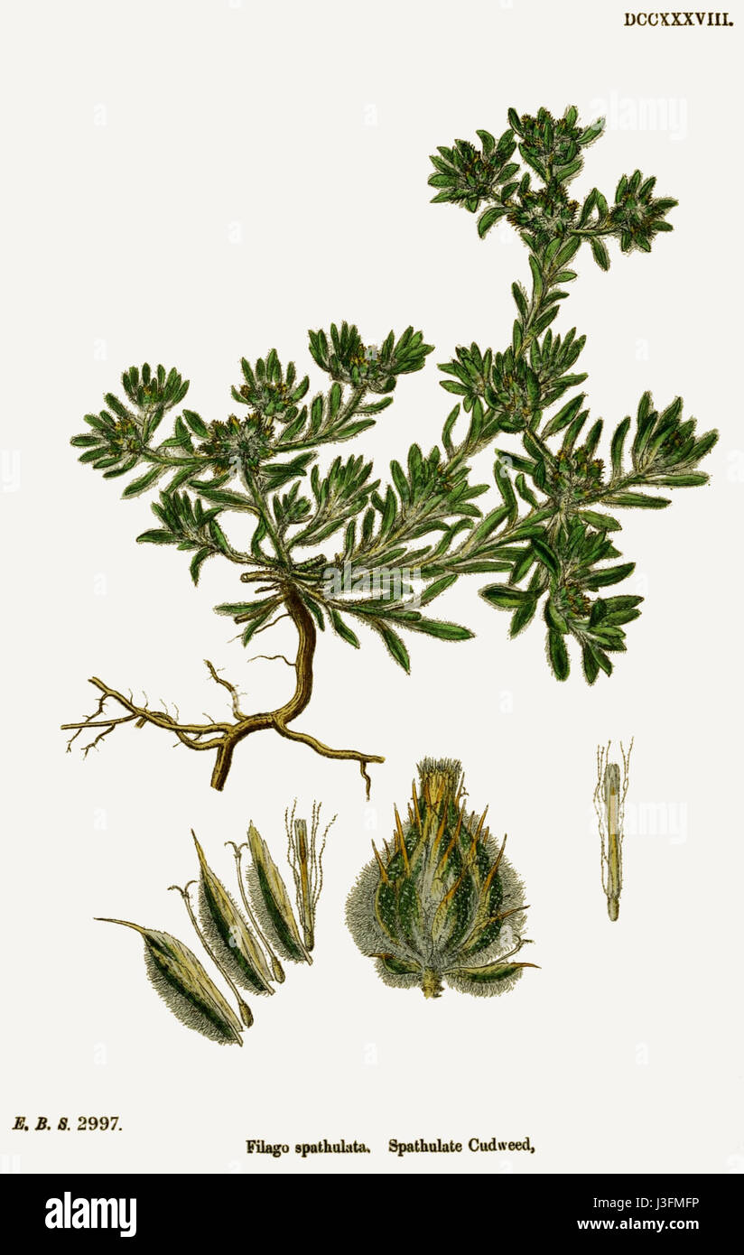 Pyramidata hi-res stock photography and images - Alamy