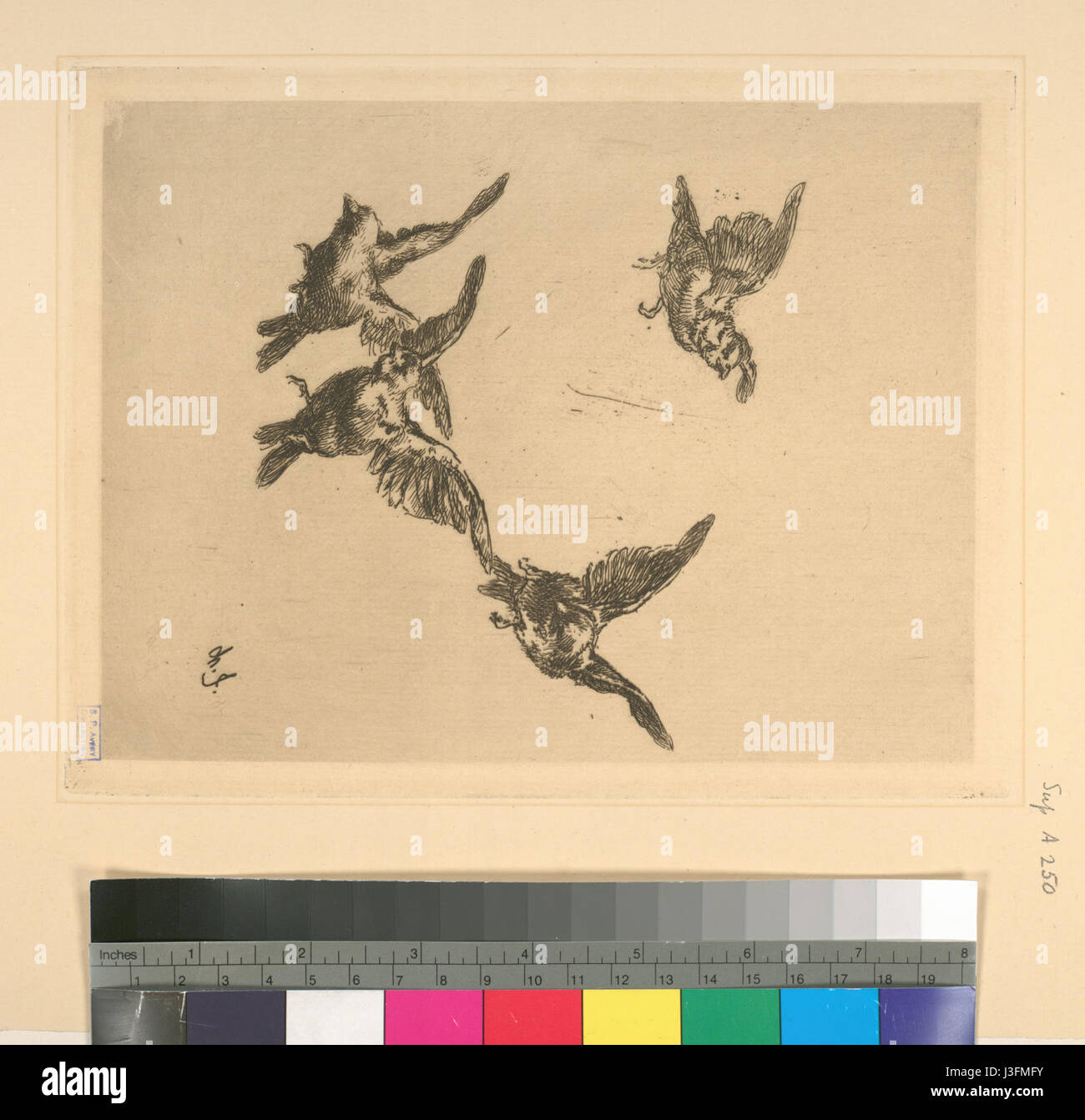 This image depicts four birds in flight, a beautiful representation of ...
