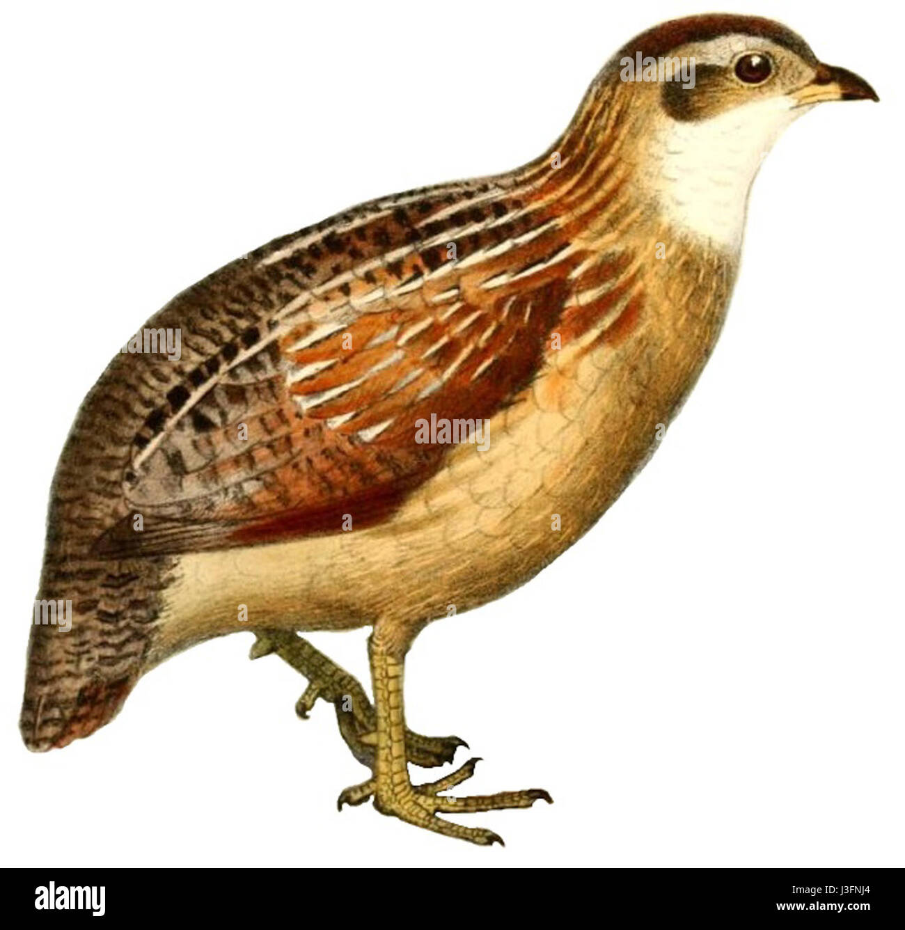 Francolinus albogularis, also known as the white-throated francolin, is ...