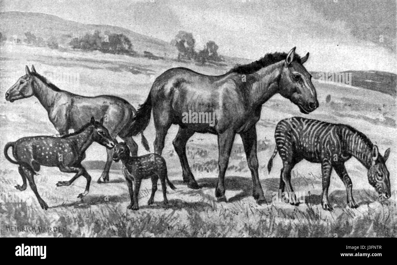 Extinct human Black and White Stock Photos & Images - Alamy