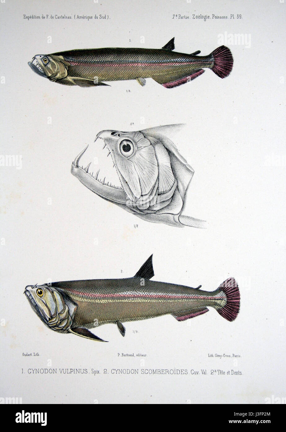 Poissons de culture hi-res stock photography and images - Alamy