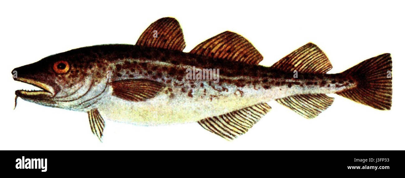 Gadus morhua, commonly known as Atlantic cod, is a species of fish ...
