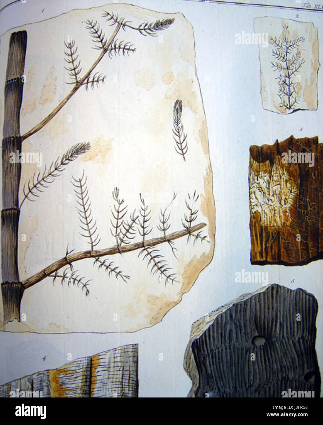 Fossile Schachtelhalmgewaechse refers to fossilized horsetails, an ...