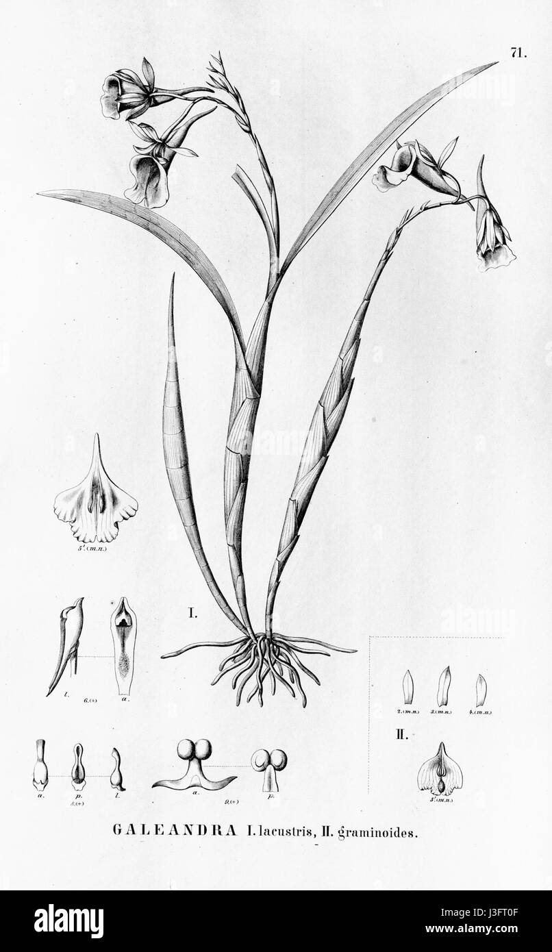 'Galeandra lacustris' and 'Galeandra graminoides' are orchid species ...