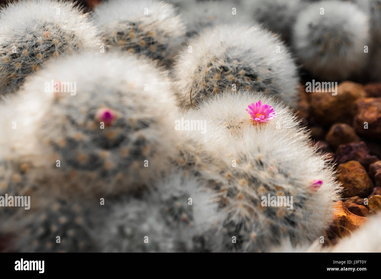Selective focus shot variable hi-res stock photography and images - Alamy