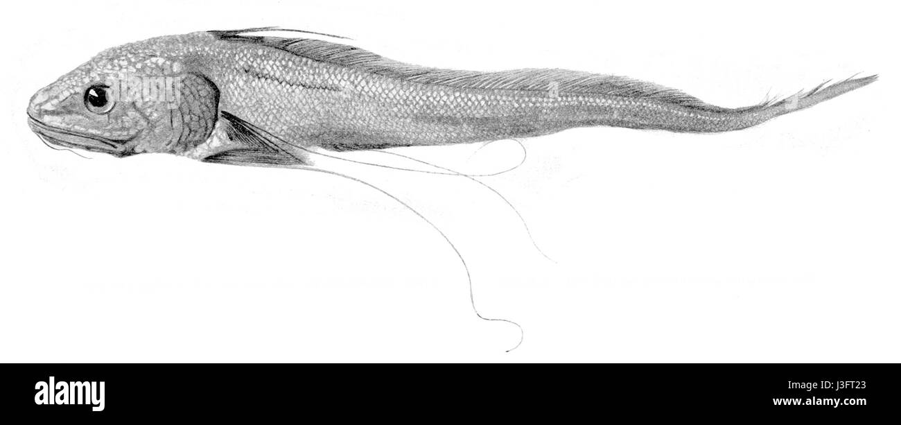 Mainly a marine species Cut Out Stock Images & Pictures - Alamy