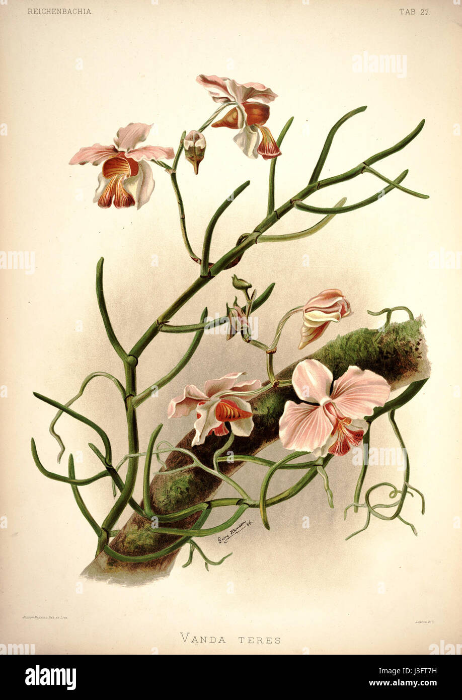 Frederick Sander's 1888 botanical illustration, Reichenbachia I plate ...