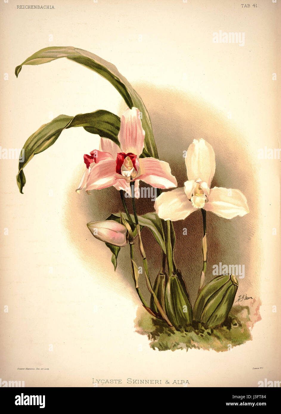 Frederick Sander Reichenbachia I plate 41 (1888) Lycaste skinneri Stock ...