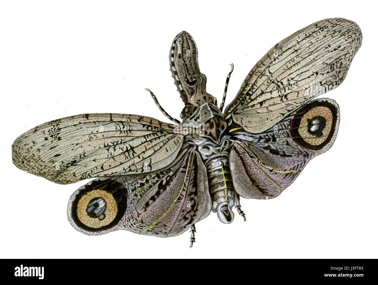 Fulgora castresii is a species of insect in the family Fulgoridae ...