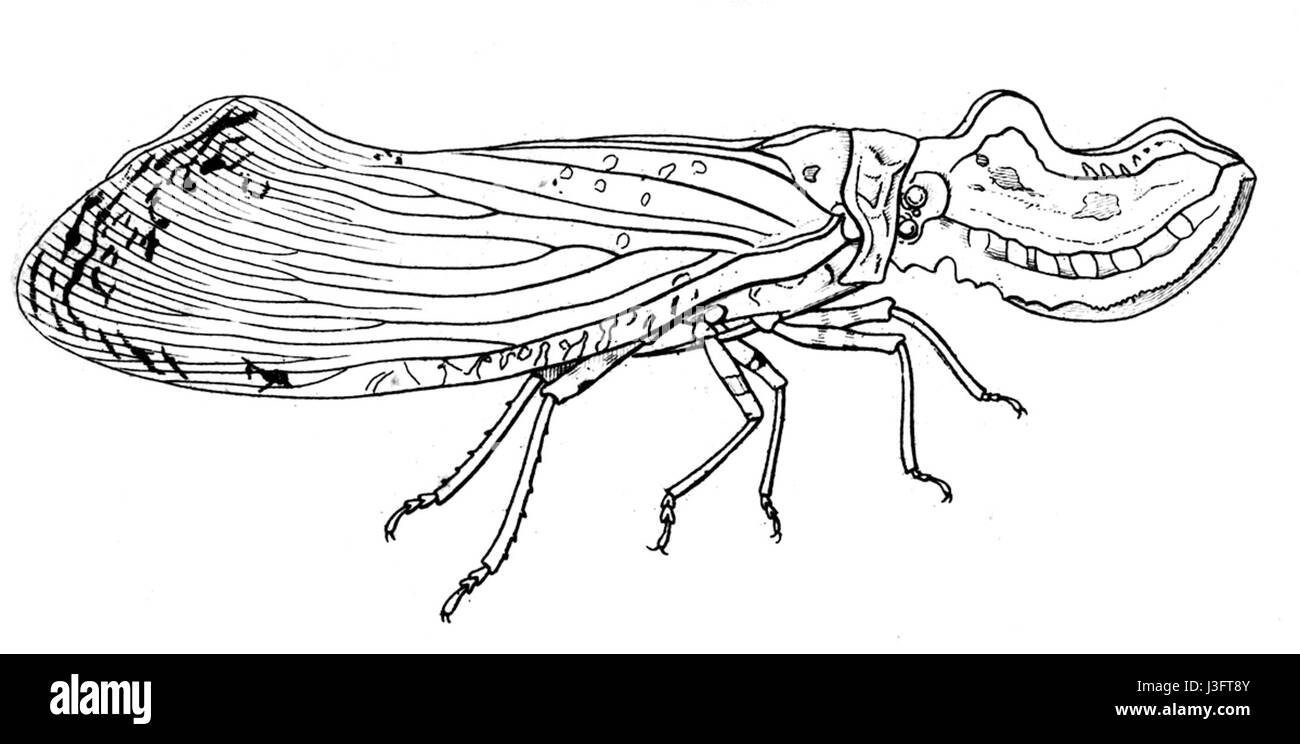Fulgora laternaria, commonly known as the peanut-headed lanternfly, is ...