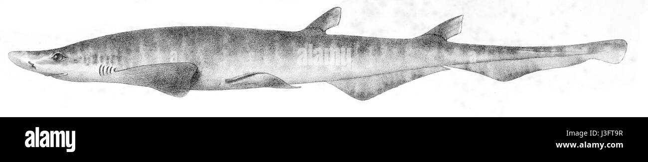 Shark adaptations hi-res stock photography and images - Alamy