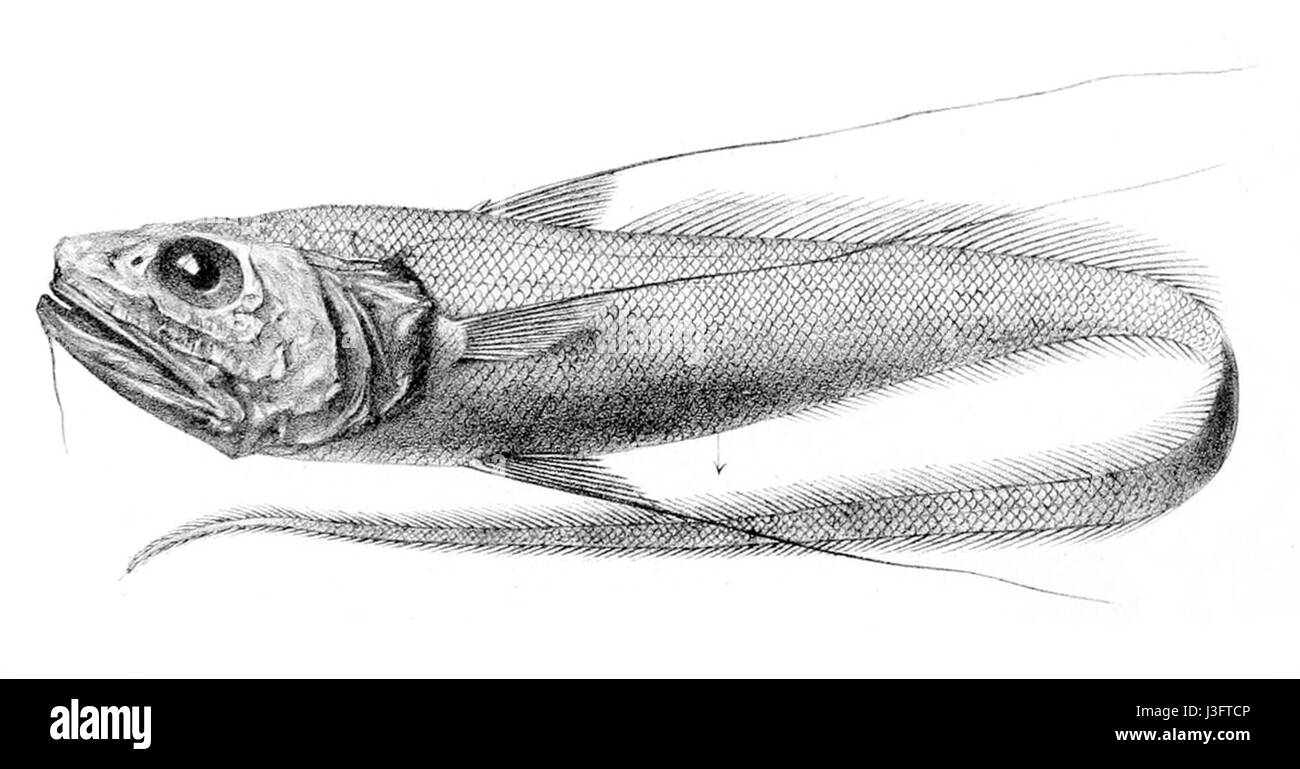 Gadidae fish Black and White Stock Photos & Images - Alamy