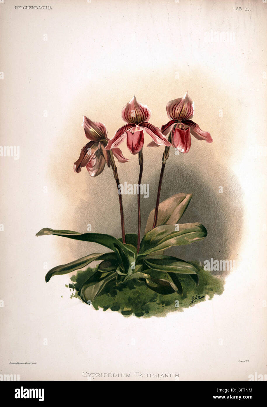 Frederick Sander Reichenbachia II plate 65 (1890) Cypripedium ...