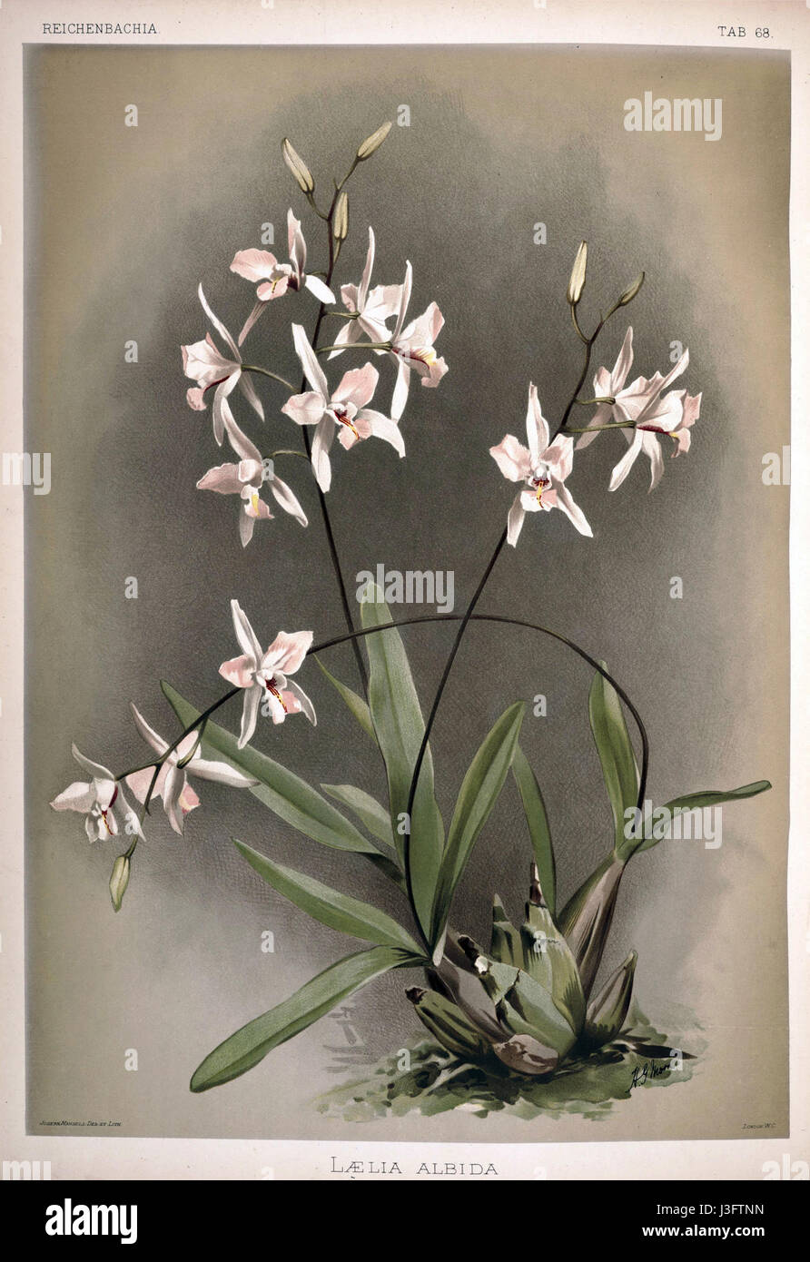 Frederick Sander's Reichenbachia II plate 68 (1890) features an ...