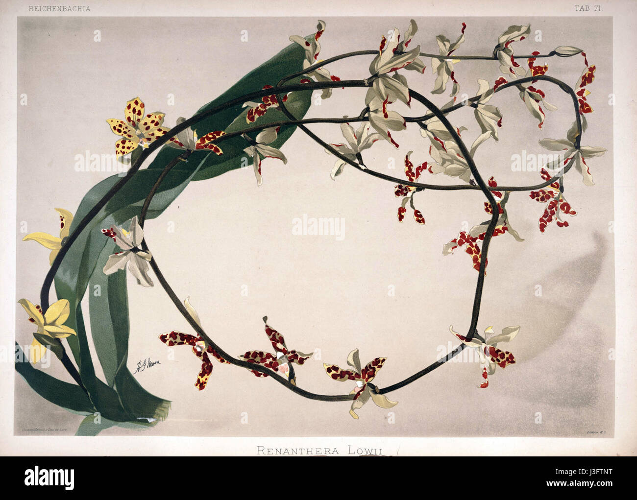This botanical illustration by Frederick Sander, featured in his 1890 ...