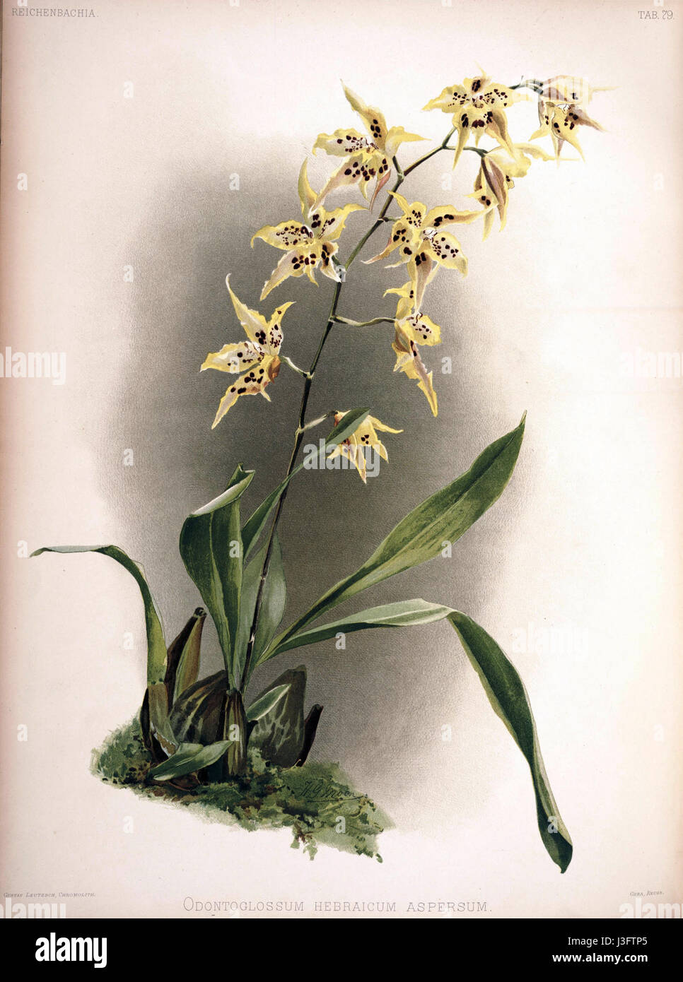 This botanical illustration from 'Reichenbachia II' by Frederick Sander ...