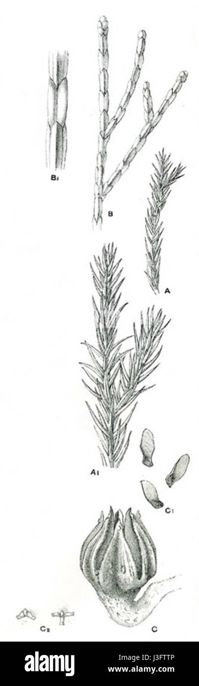 Callitris hi-res stock photography and images - Alamy