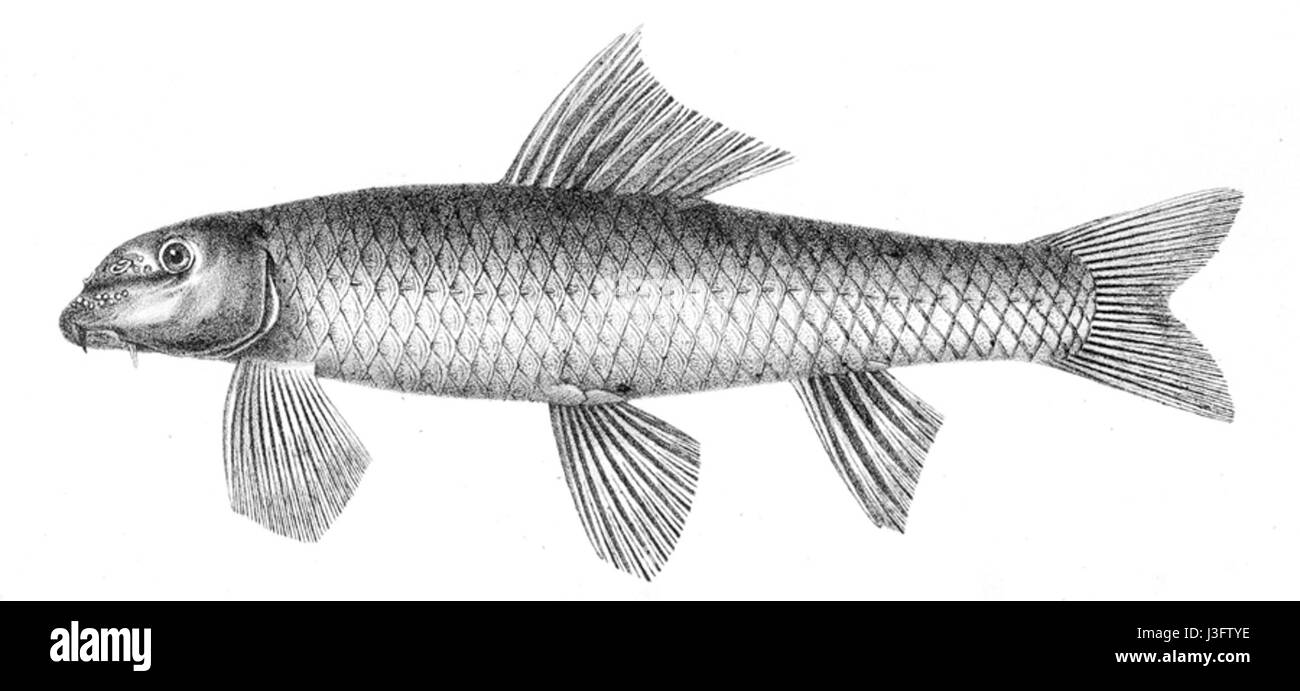 Garra gotyla gotyla is a species of freshwater fish native to Southeast ...