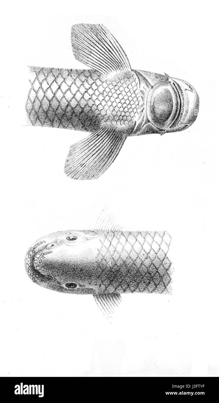 South asia fauna Black and White Stock Photos & Images - Alamy