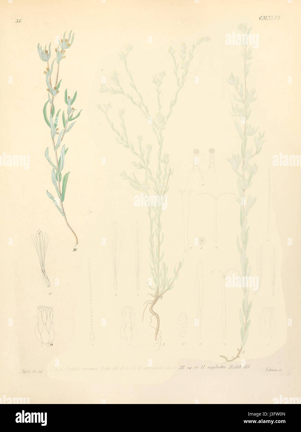 Species botanical characteristics typical hi-res stock photography and ...