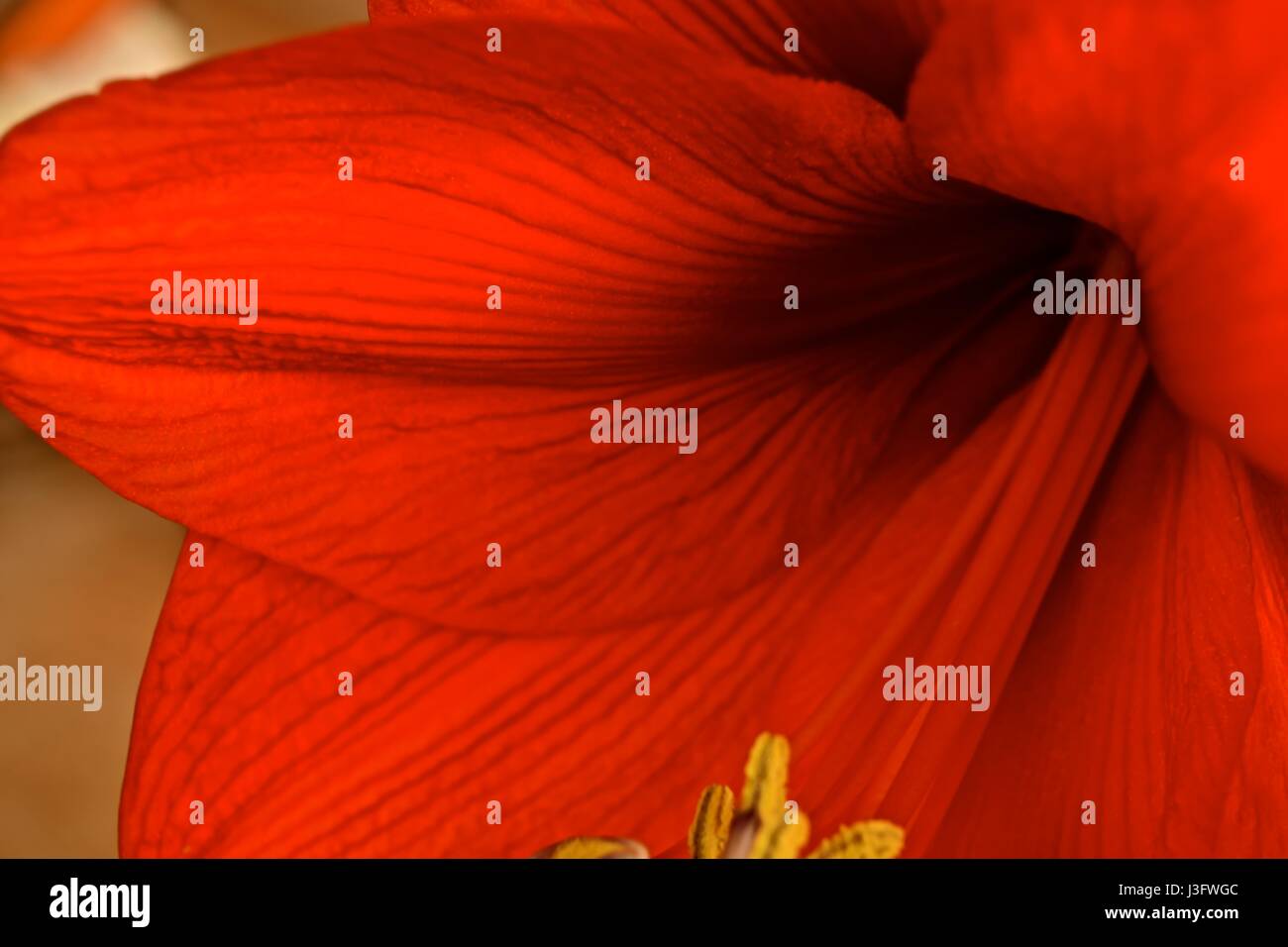 Radiating flower hi-res stock photography and images - Alamy