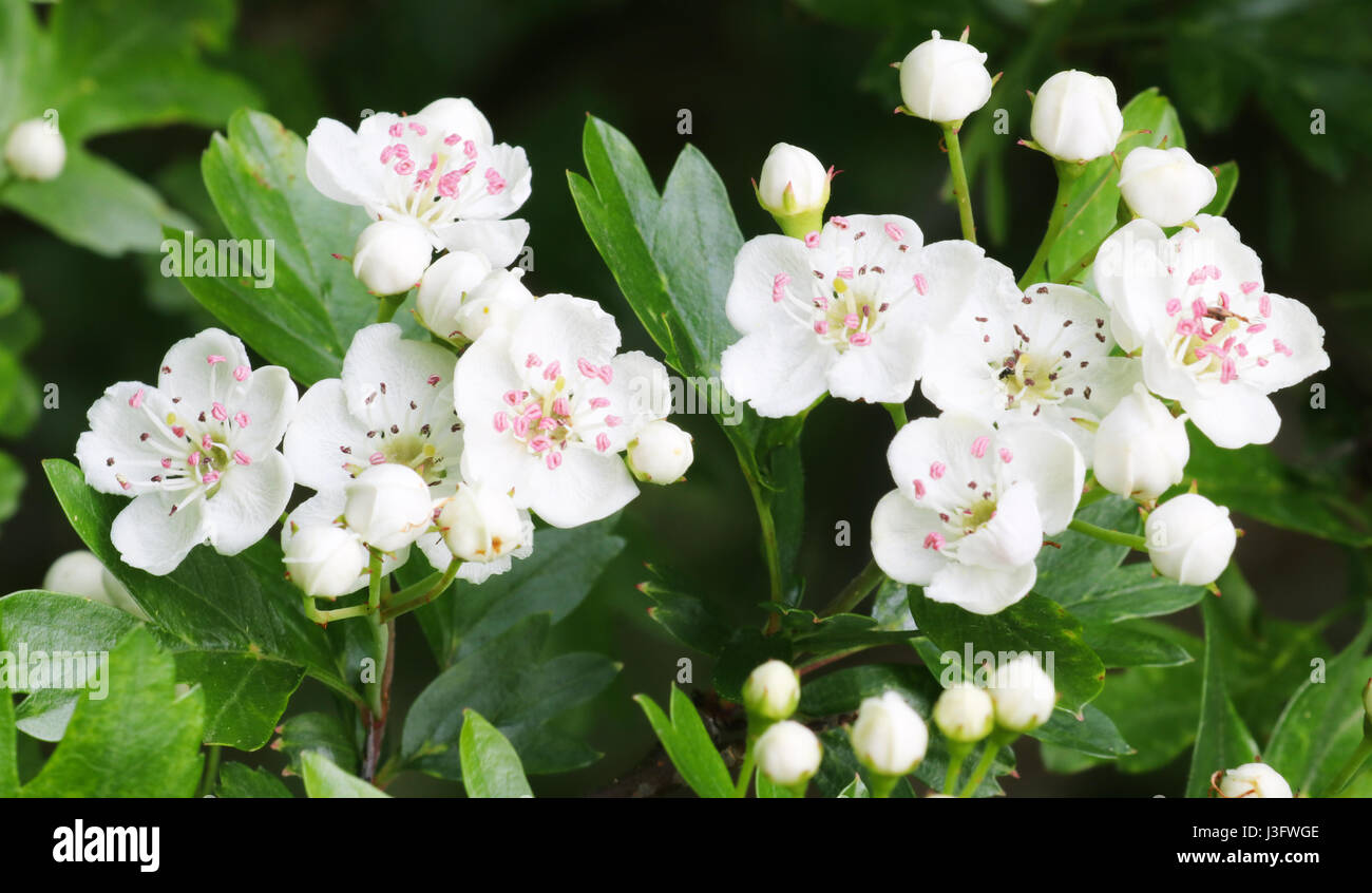 Hawthorn blossom close up Stock Photo - Alamy
