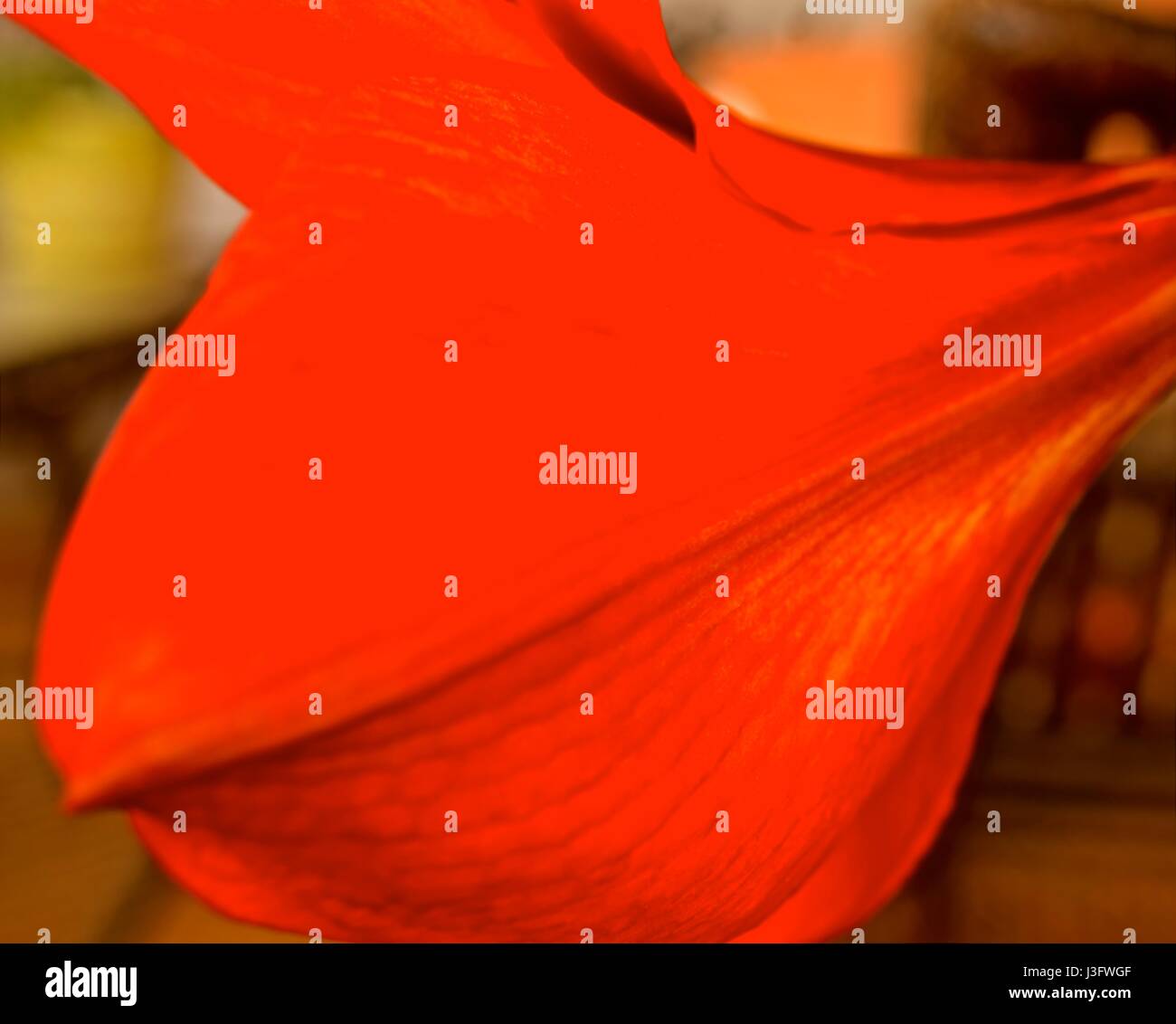 Radiating flower hi-res stock photography and images - Alamy
